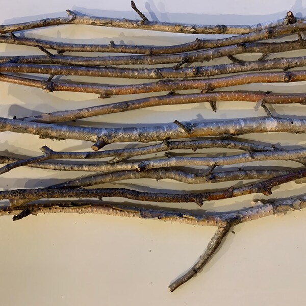 White Birch Branches - Etsy