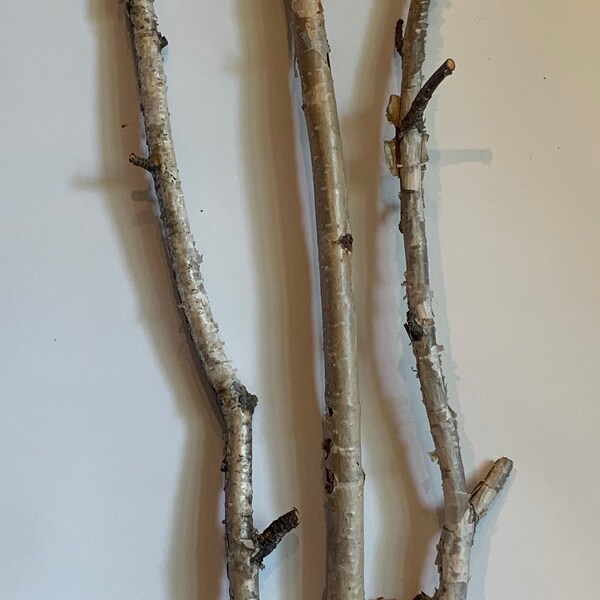 Long Birch Twigs - Etsy