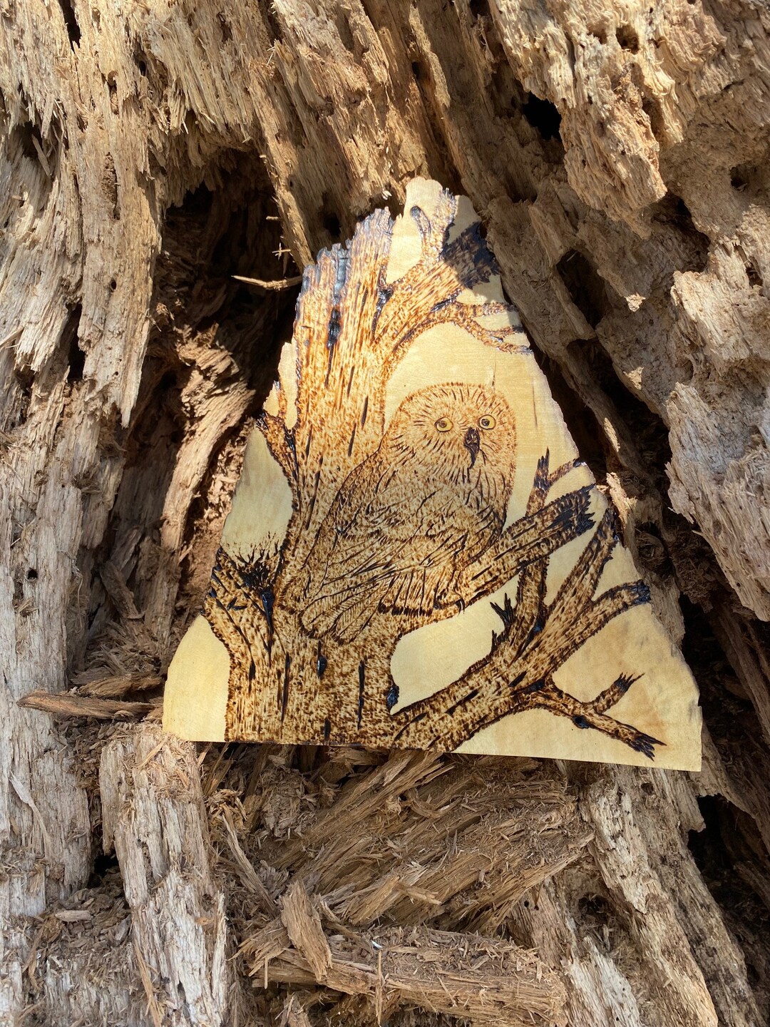 Barred Owl in Old Tree - Wood Burning - Etsy