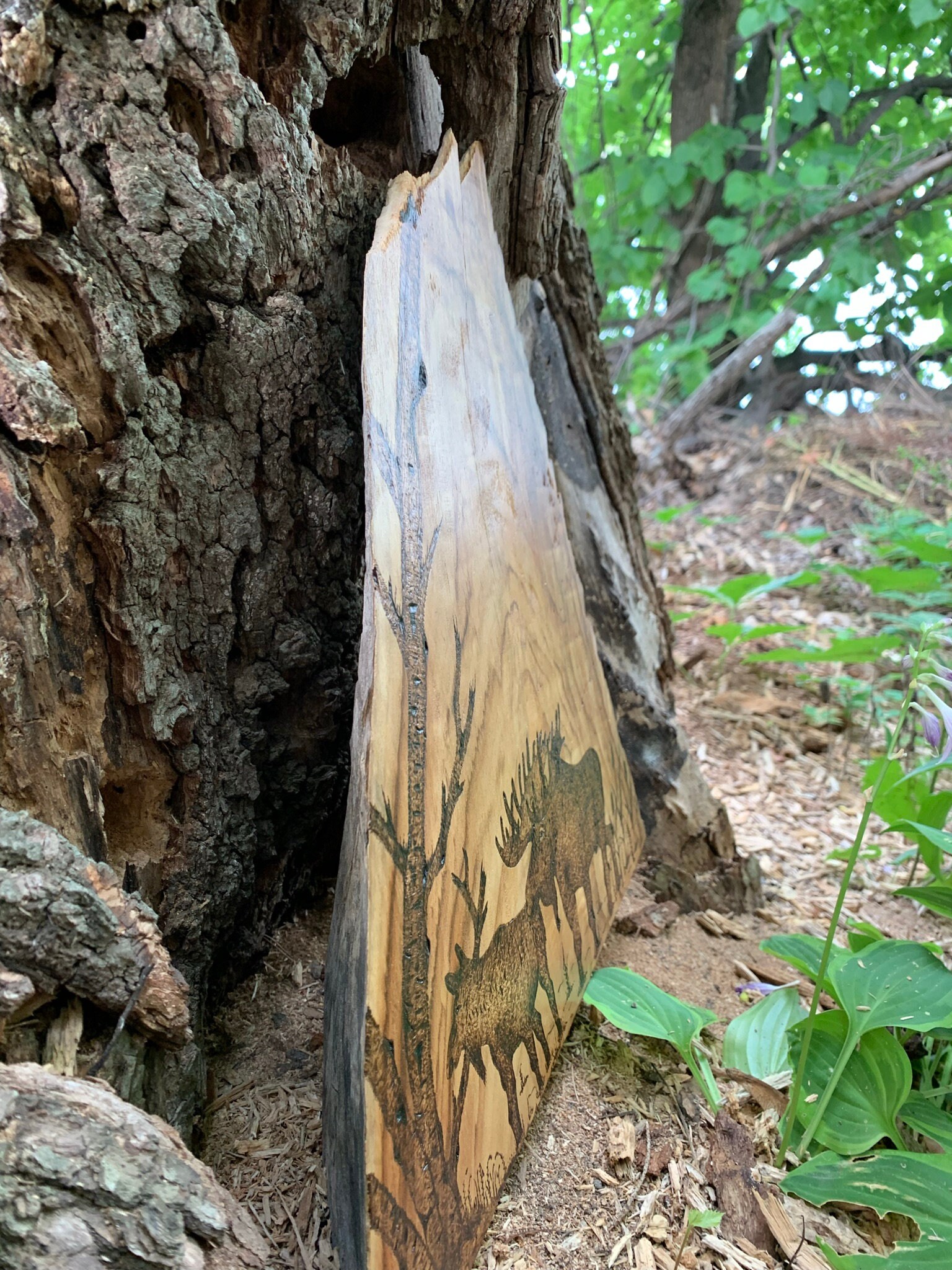 Moose by Leaning Birch Tree - Wood Burning - Etsy