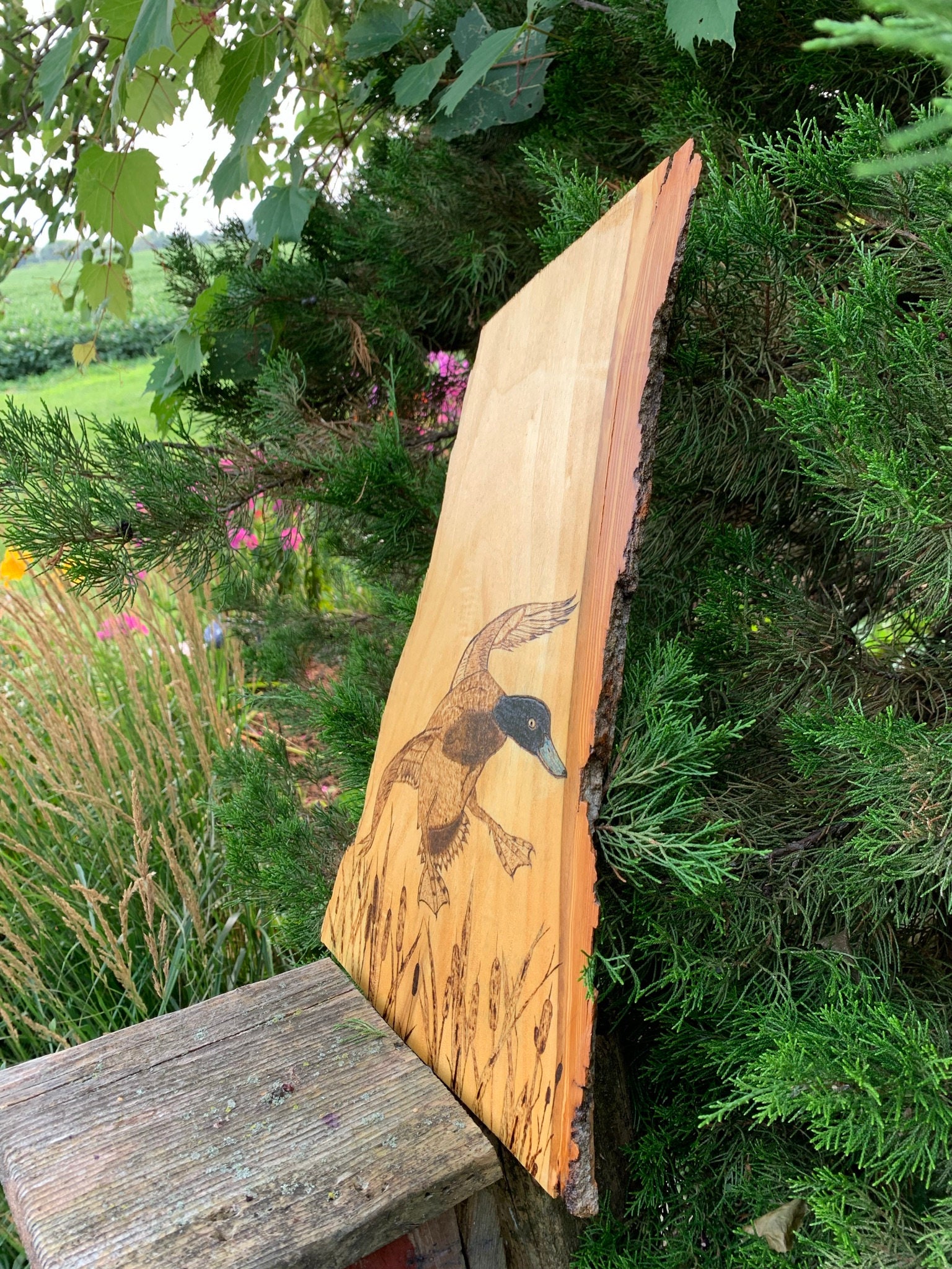 Bluebill Over Cattails - Wood Burning - Etsy