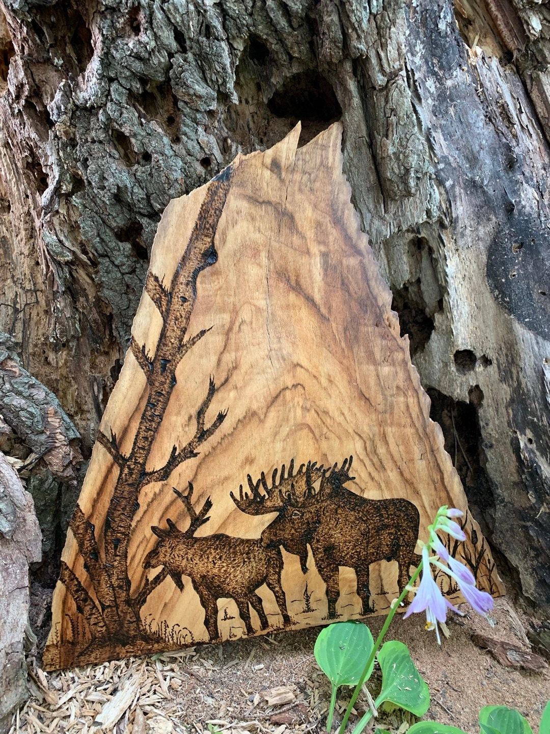 Moose by Leaning Birch Tree - Wood Burning - Etsy