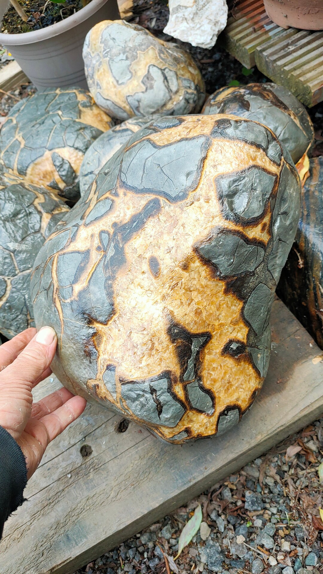 Septarian Nodule Giant Dragon Egg 20kg. Beautiful Calcite - Etsy