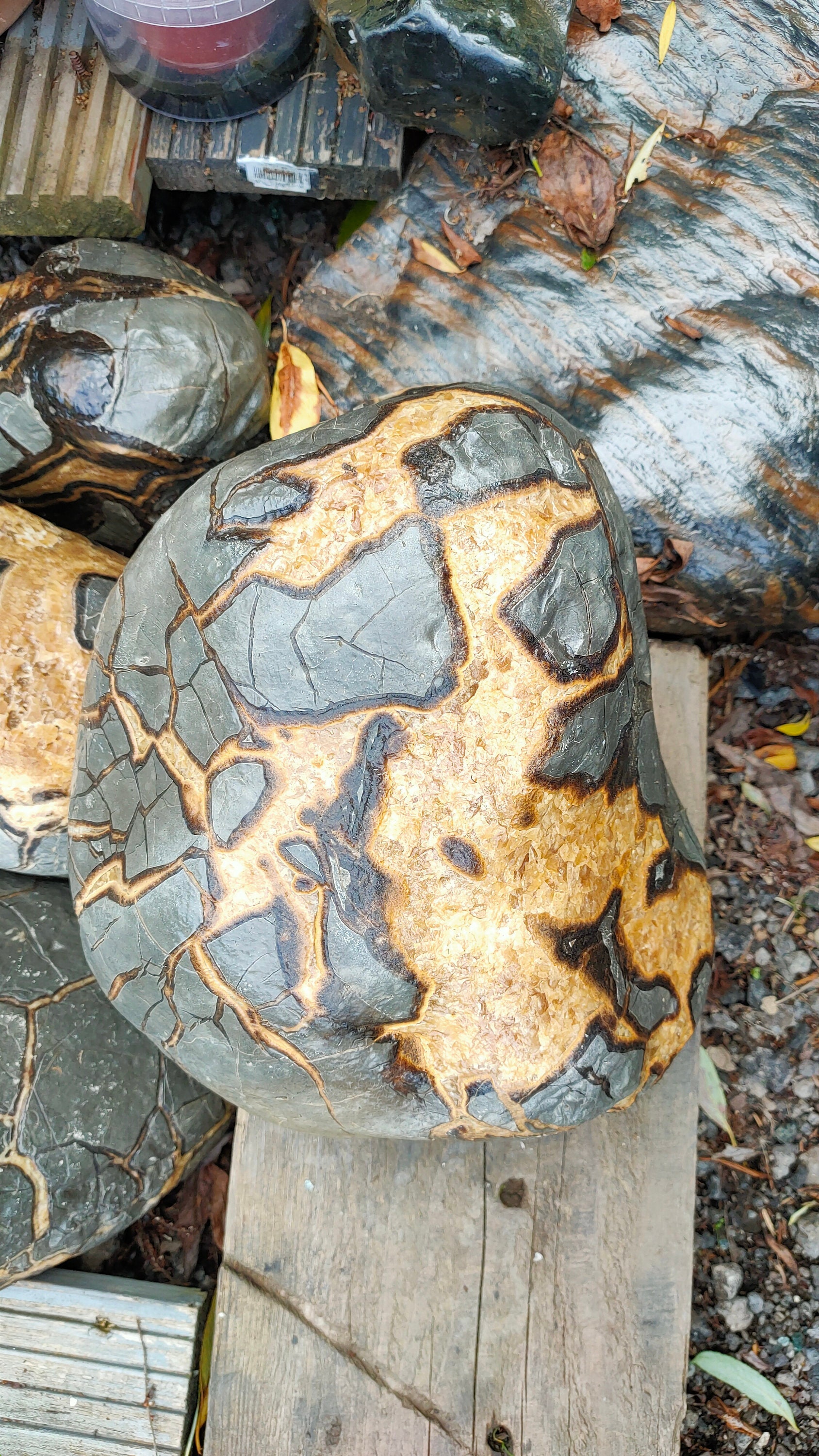 Septarian Nodule Giant Dragon Egg 20kg. Beautiful Calcite - Etsy