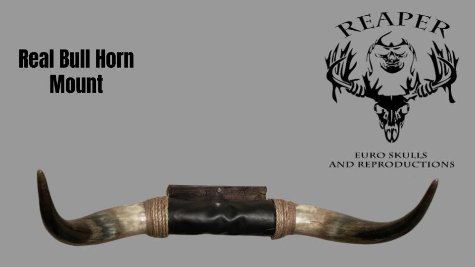 Authentic Bull Horn Wall Mount - Etsy