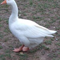 BLOCKBUSTER VIDEO Vintage Employee Uniform Polo Shirt Size XL - Etsy Canada