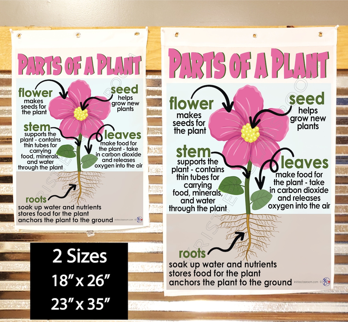 Parts of a Plant Anchor Chart, Printed on FABRIC Durable Flag Material ...