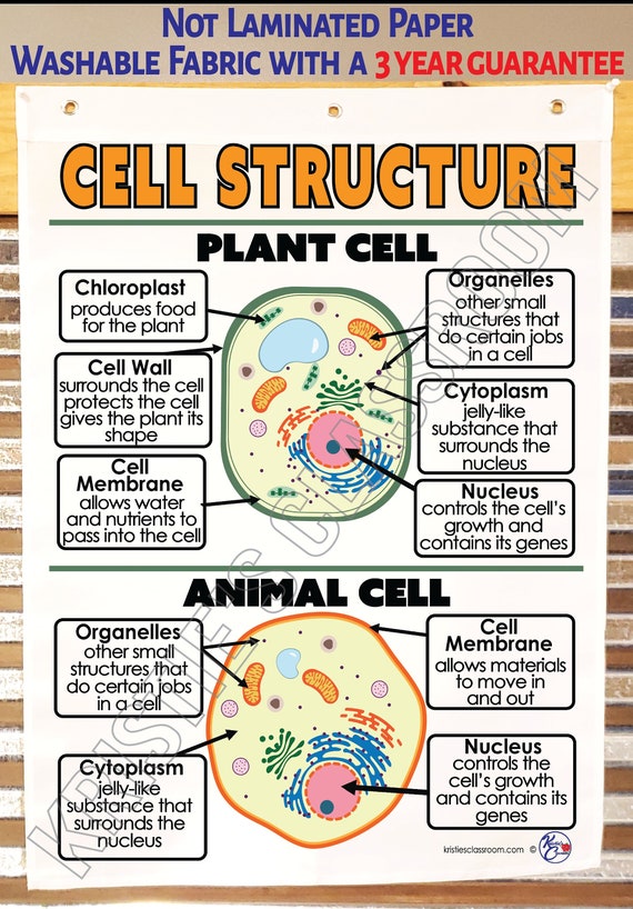 Animal And Plant Cell Diagram And Functions