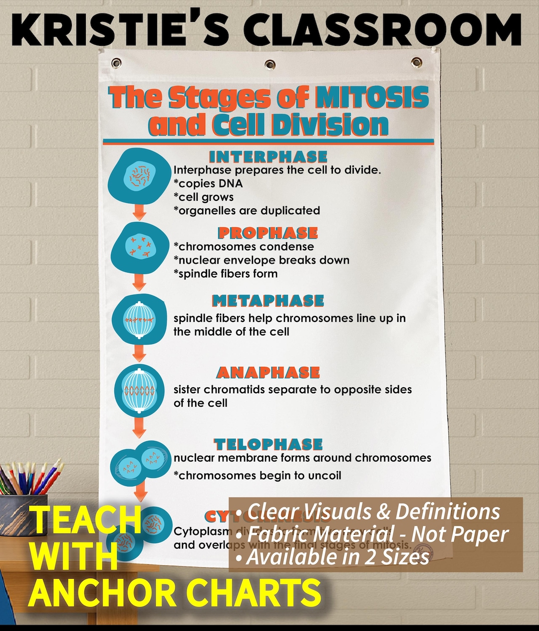 Mitosis Stages Anchor Chart: Durable Fabric, Washable, Foldable - Etsy