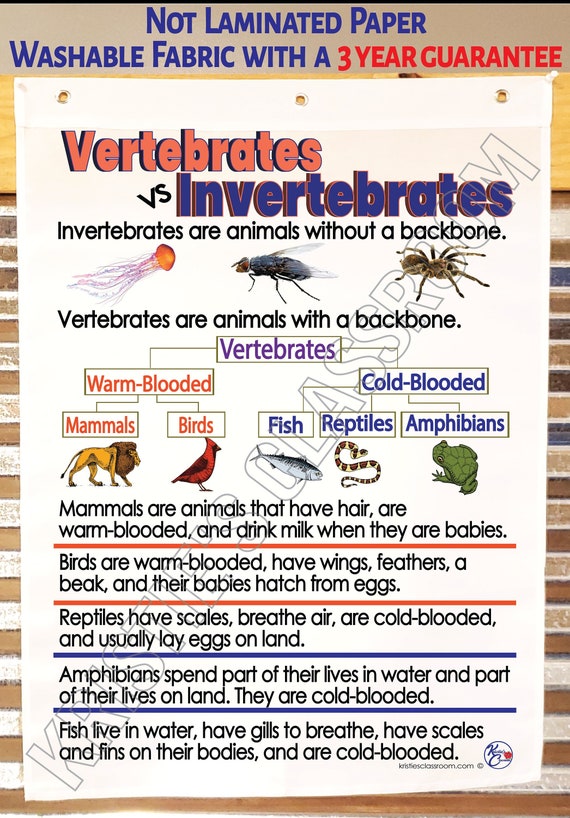 Vertebrates Foldable