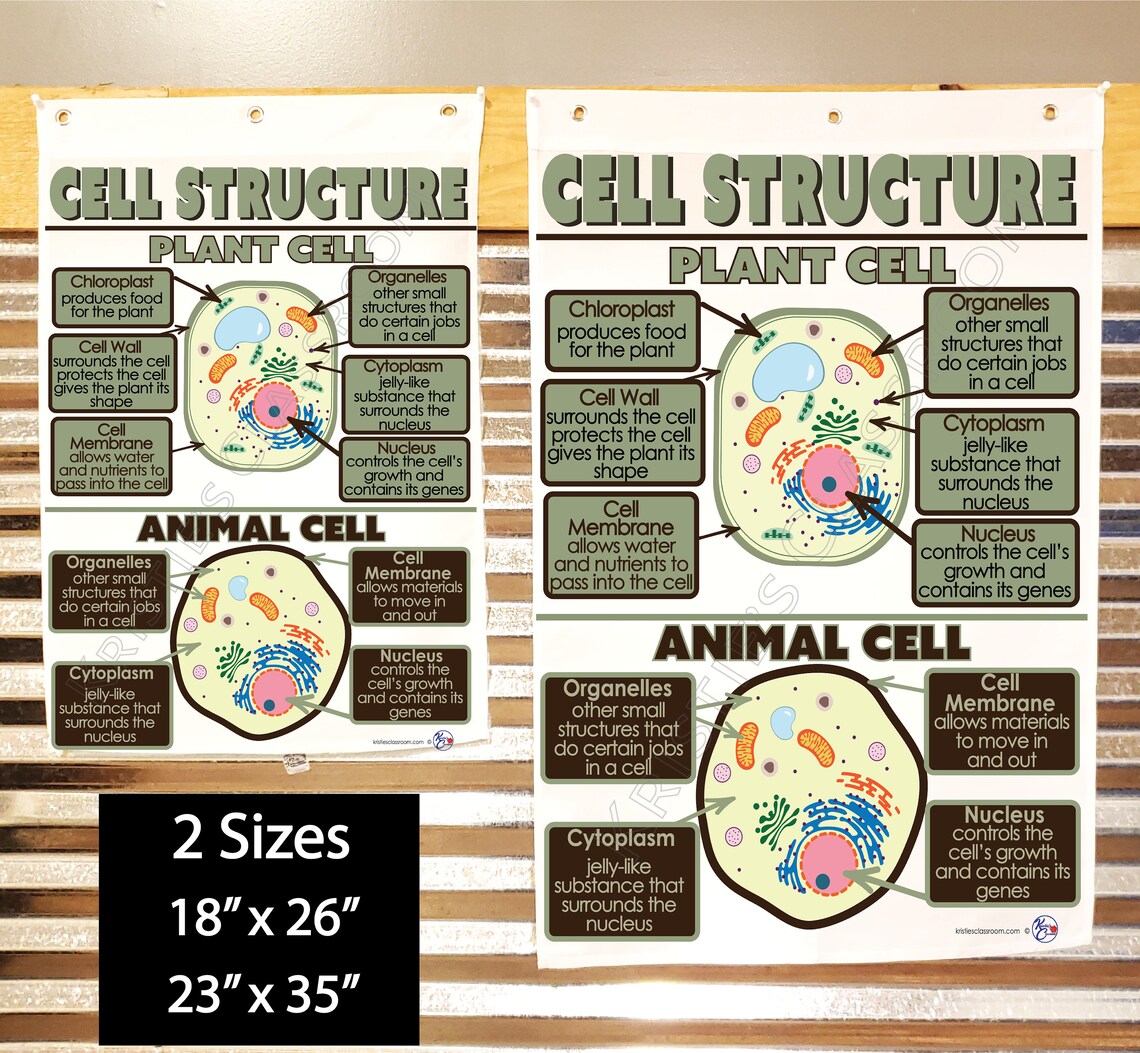 Basic Cell Structure plant and Animal Earth Colors Anchor Chart Printed ...