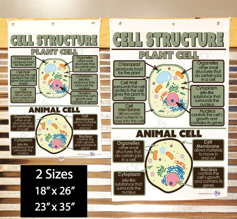 Basic Cell Structure plant and Animal Earth Colors Anchor Chart Printed ...