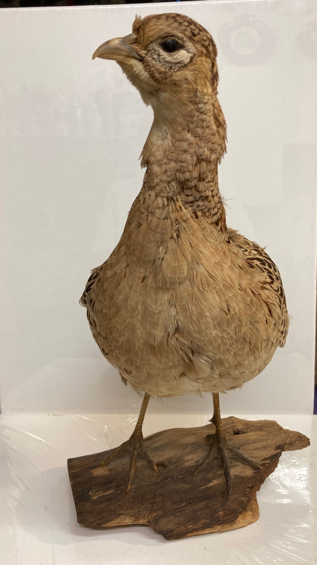 Real Stuffed Bird - Etsy