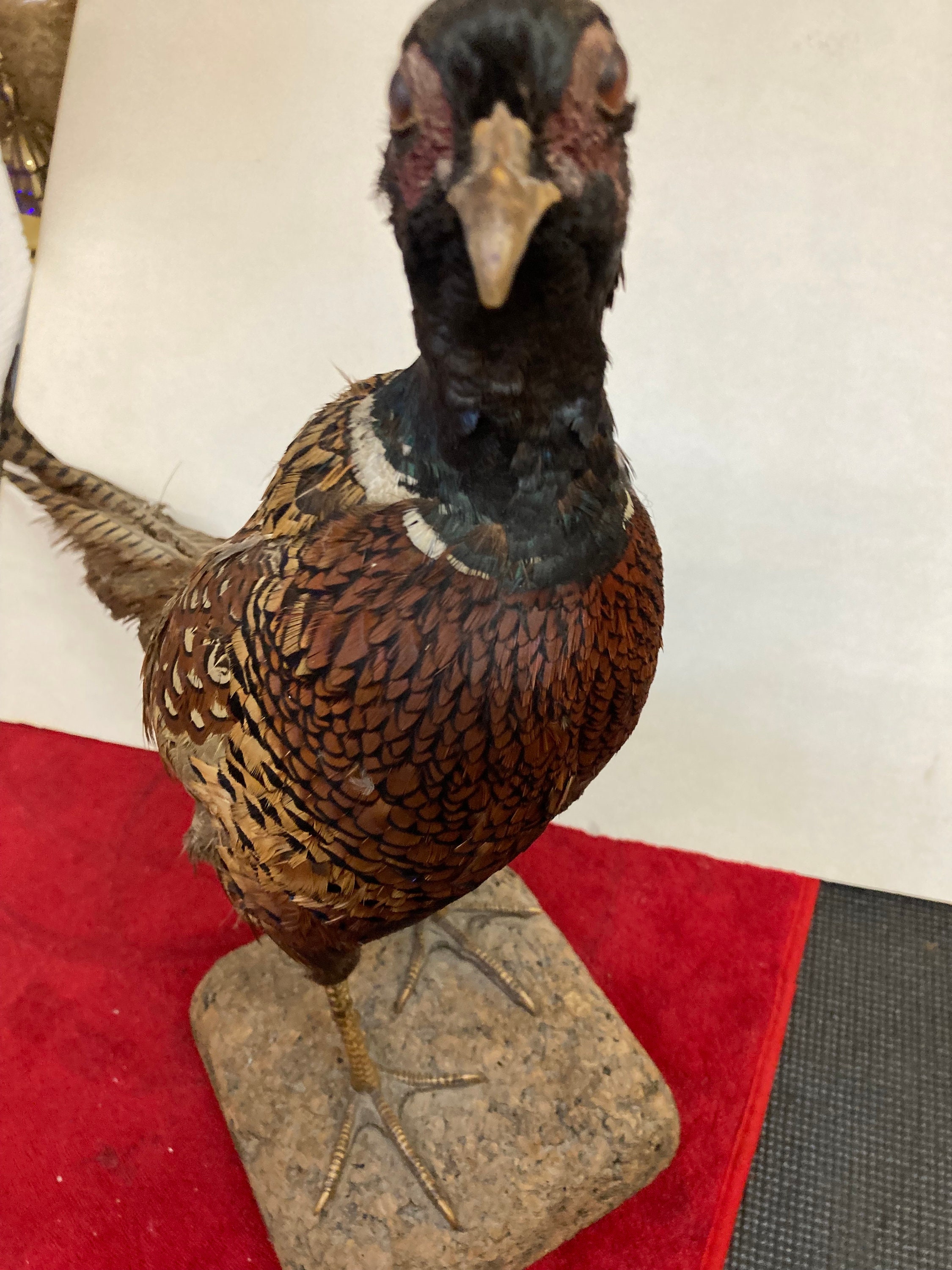 Taxidermy Pheasant Mount Standing on Wood Ring Neck Pheasant Man Cave Cabin - Etsy