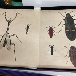 Natural Curiosities ,images for Inquisitive,volume 14 ,limited Edition ...