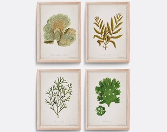 Set of 4 Algae Prints Vintage Coral Print Natural History - Etsy