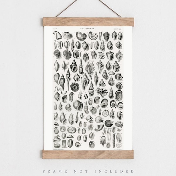 Types of Shell Poster - Etsy