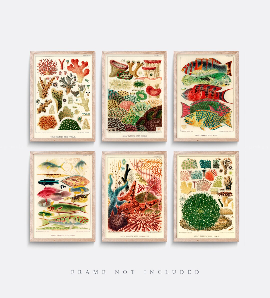 Vintage Fish Prints, Vintage Coral Prints, Botanical Art, Natural ...