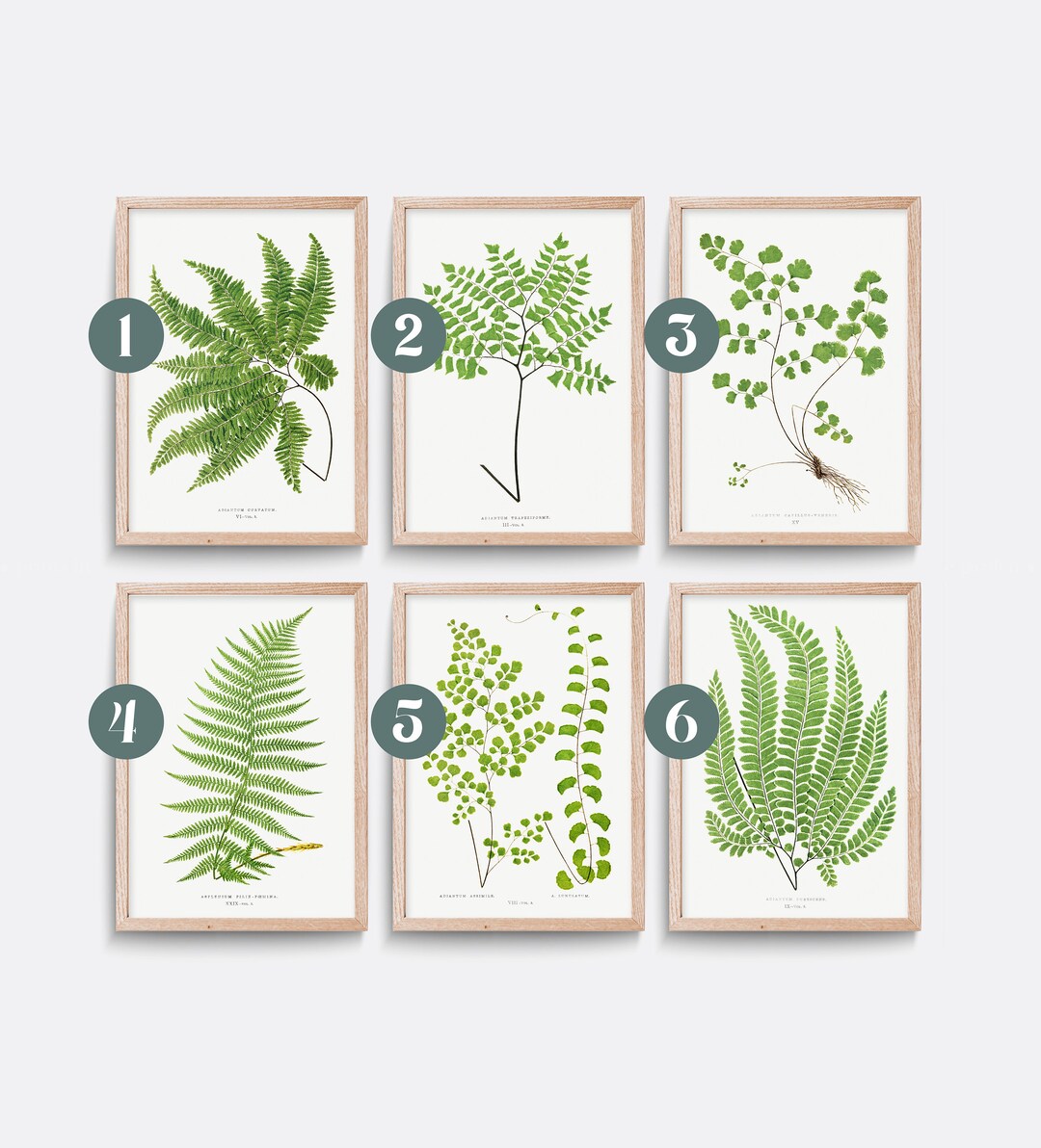 Vintage Fern Posters, Botanical Art, Natural History Print, Living Room ...