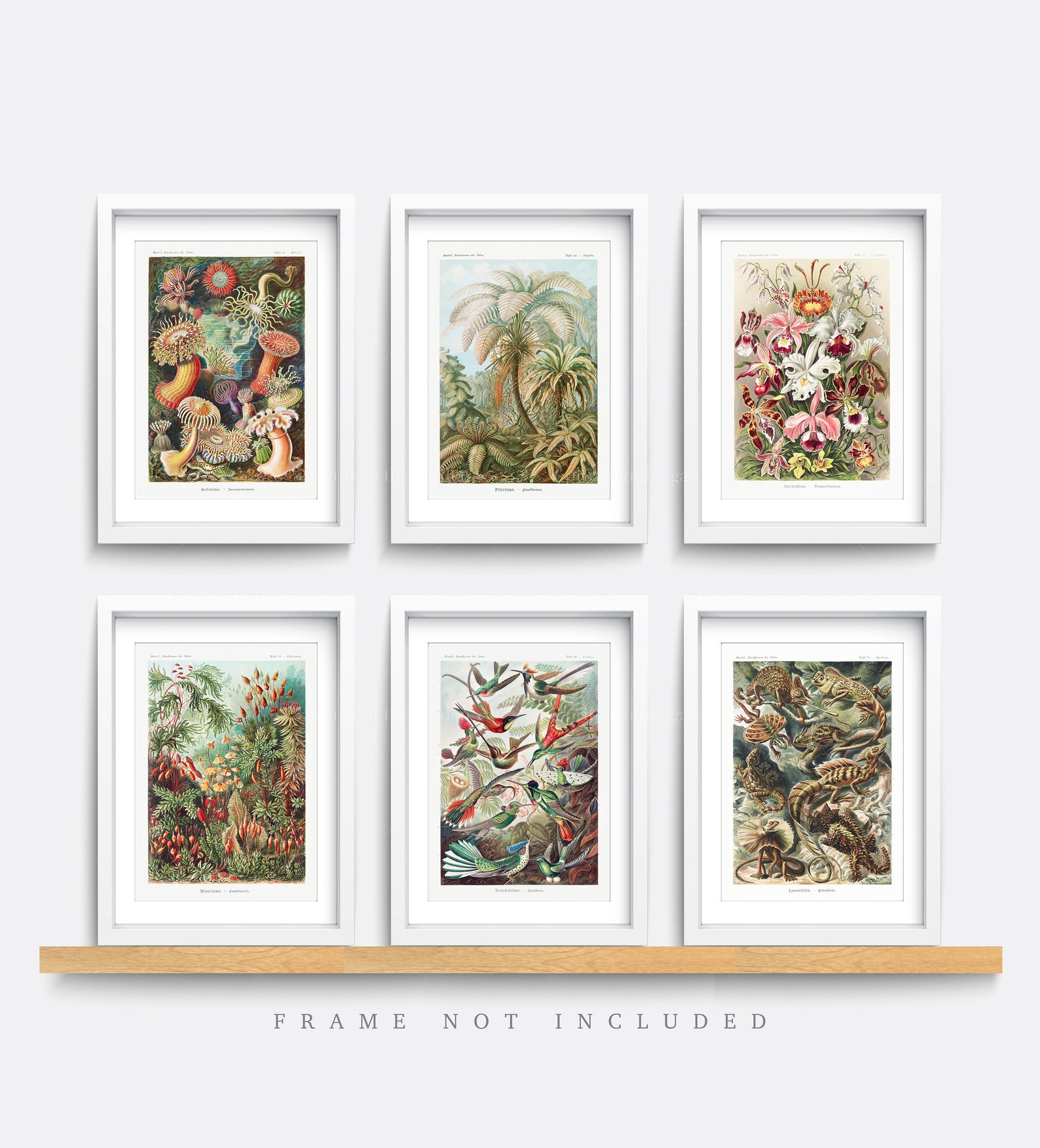 Vintage Nature Posters Botanical Art Natural History Print - Etsy