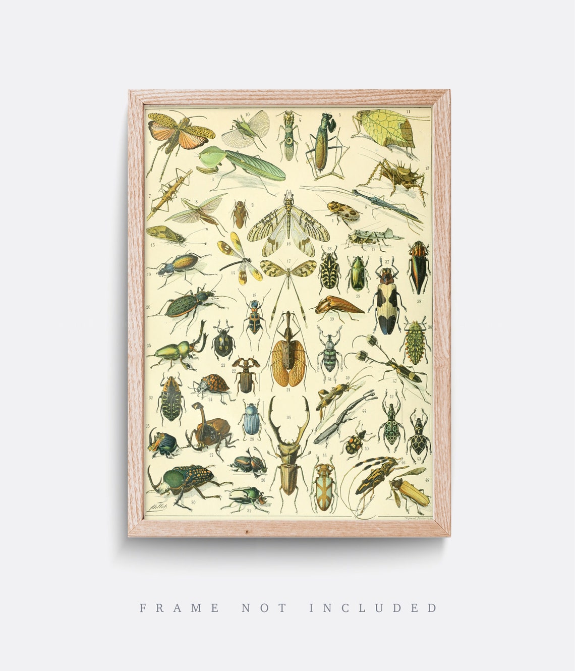 Vintage Insect print Types of Insect print Vintage nature | Etsy