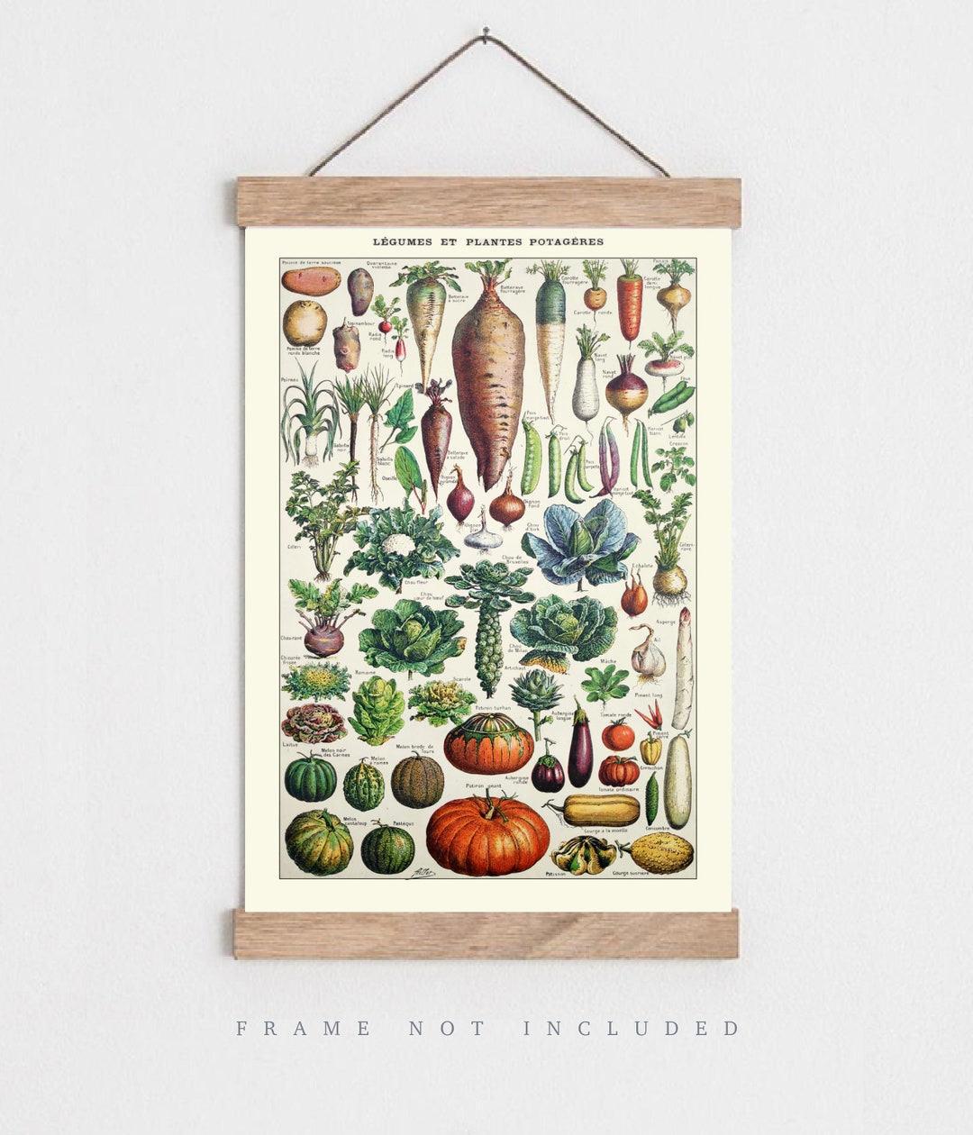 Vintage Vegetable Print, Types of Vegetable Print, Vintage Nature ...