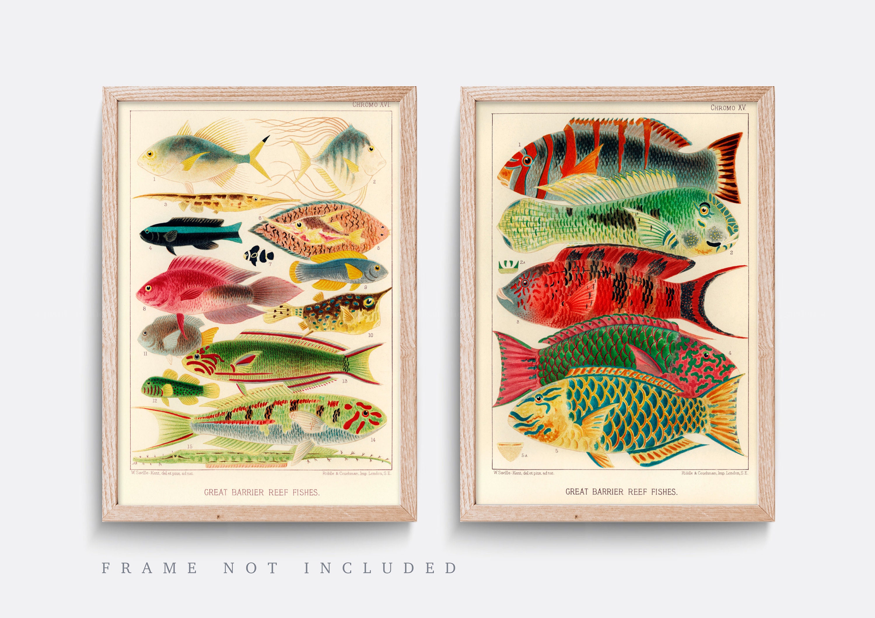 Vintage Fisch Druck Vintage Natur Poster Great Barrier Reef | Etsy