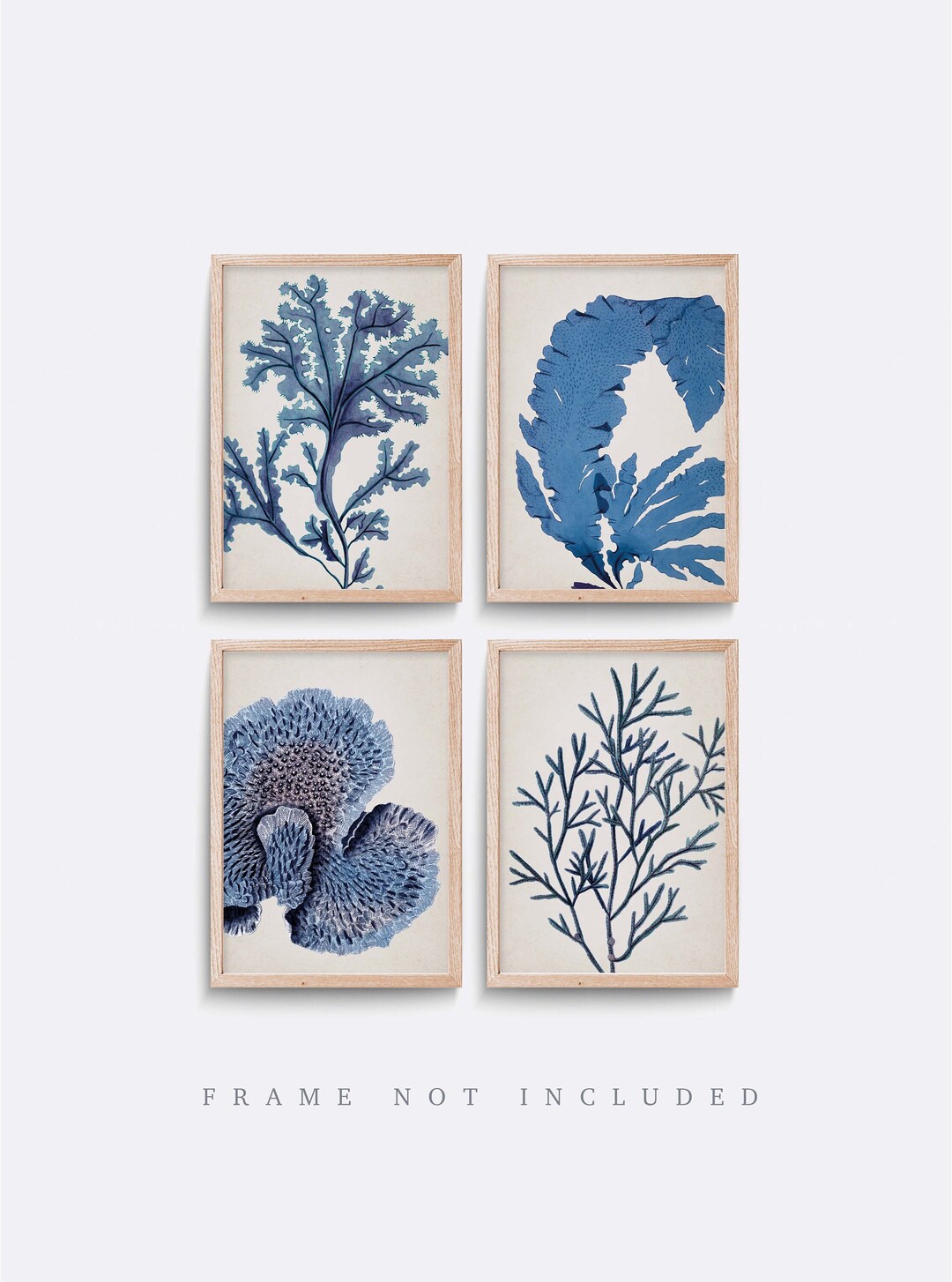 Set of 4 Algae Prints, Vintage Coral Print, Natural History Print ...