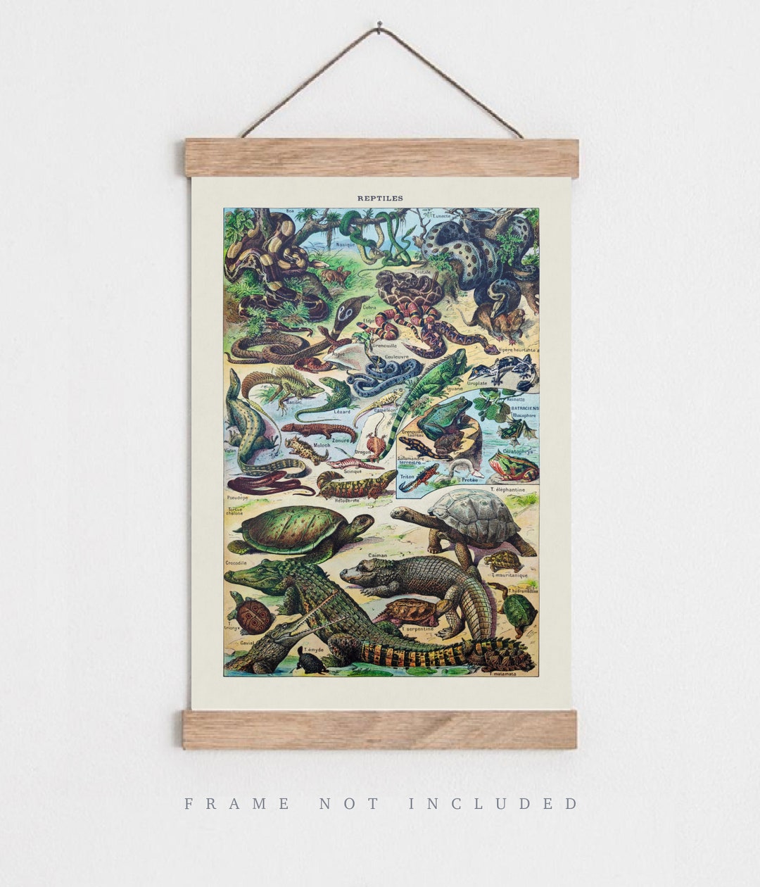 Vintage Reptile Print, Types of Retile Print, Vintage Nature Poster ...