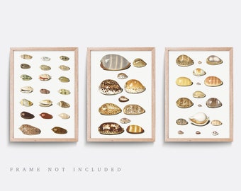 Vintage Shell Poster - Etsy UK