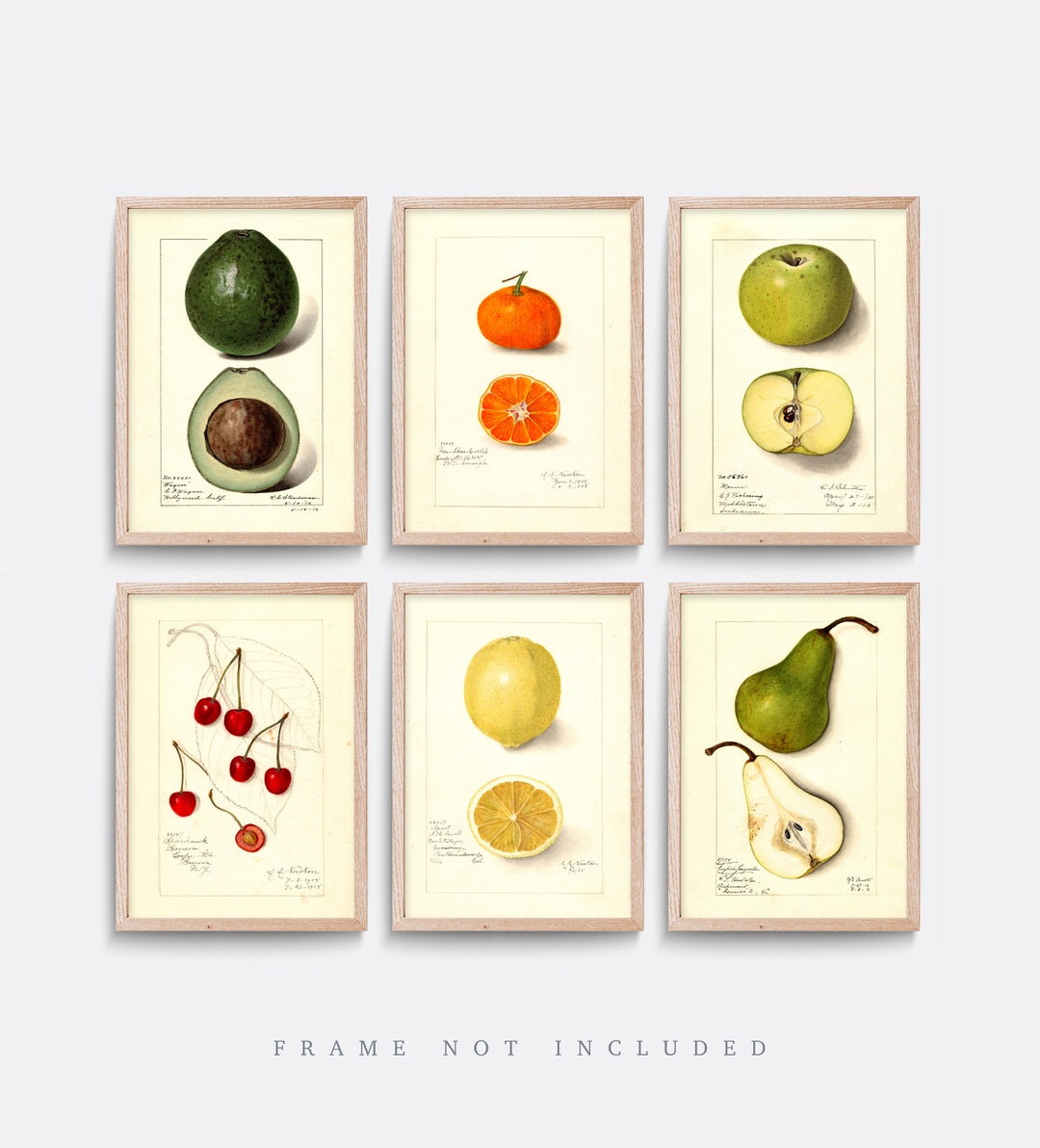 Fruit Prints, Vintage Fruit Prints, Botanical Art, Natural History ...
