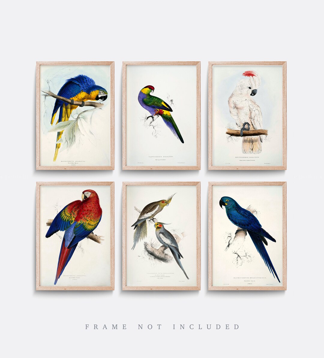 Vintage Parrot Print Set, Botanical Bird Art, Living Room Decor - Etsy