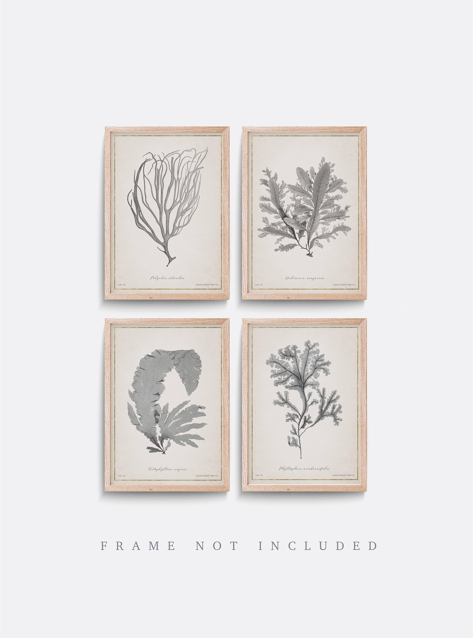 Set of 4 Algae Prints Vintage Coral Print Natural History | Etsy