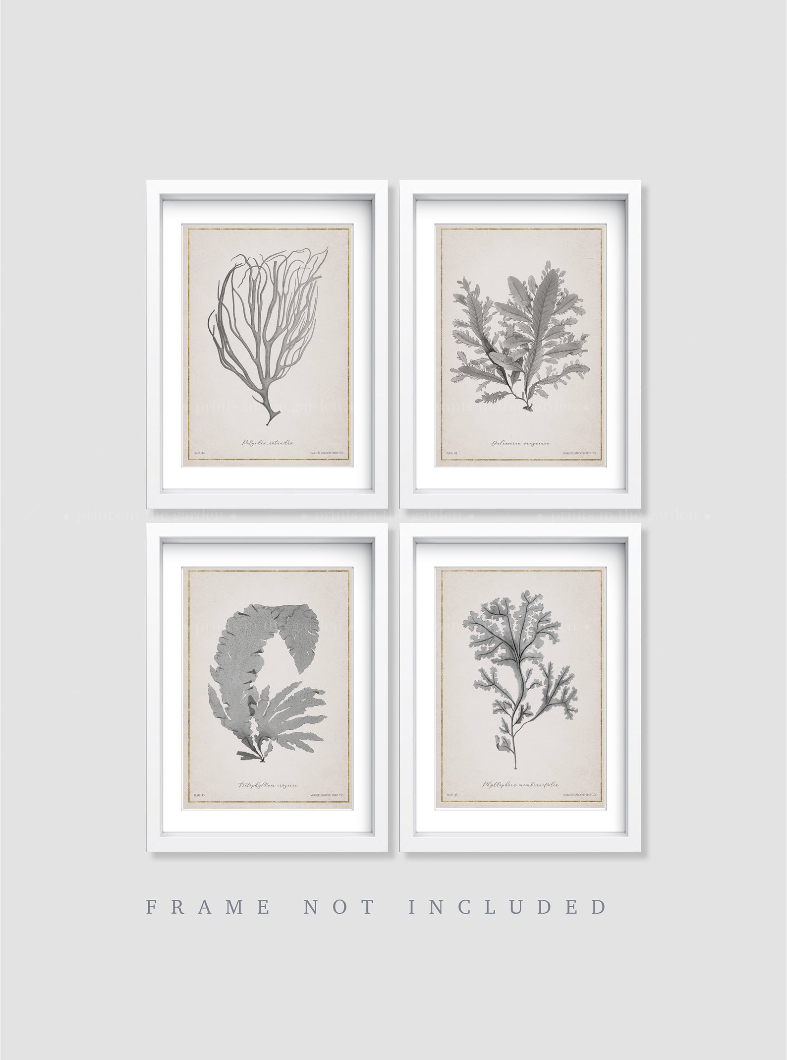 Set of 4 Algae Prints Vintage Coral Print Natural History - Etsy