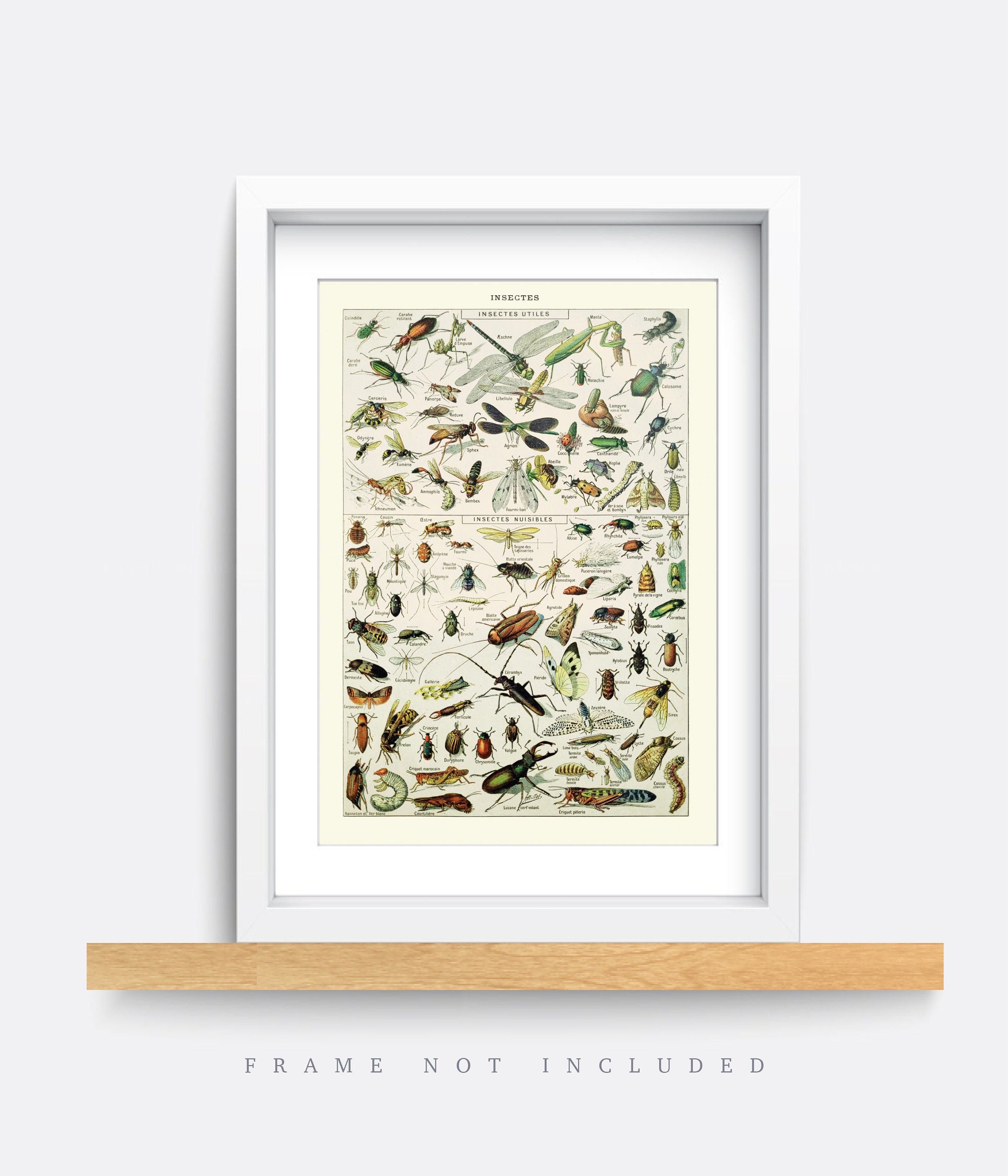 Adolphe Millot Prints, Vintage Nature Posters, Botanical Art, Natural ...