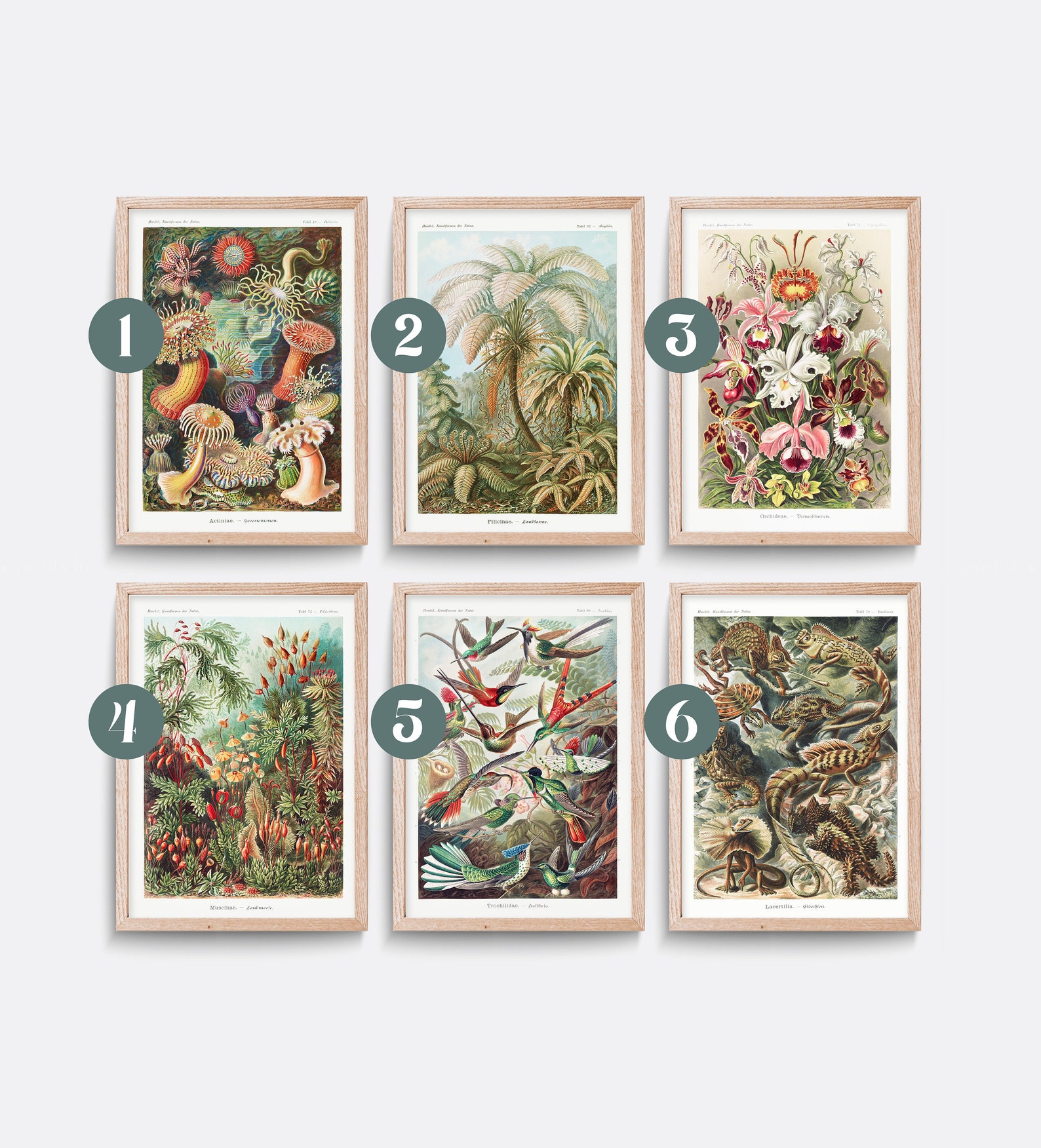 Vintage Nature Posters, Botanical Art, Natural History Print, Living ...