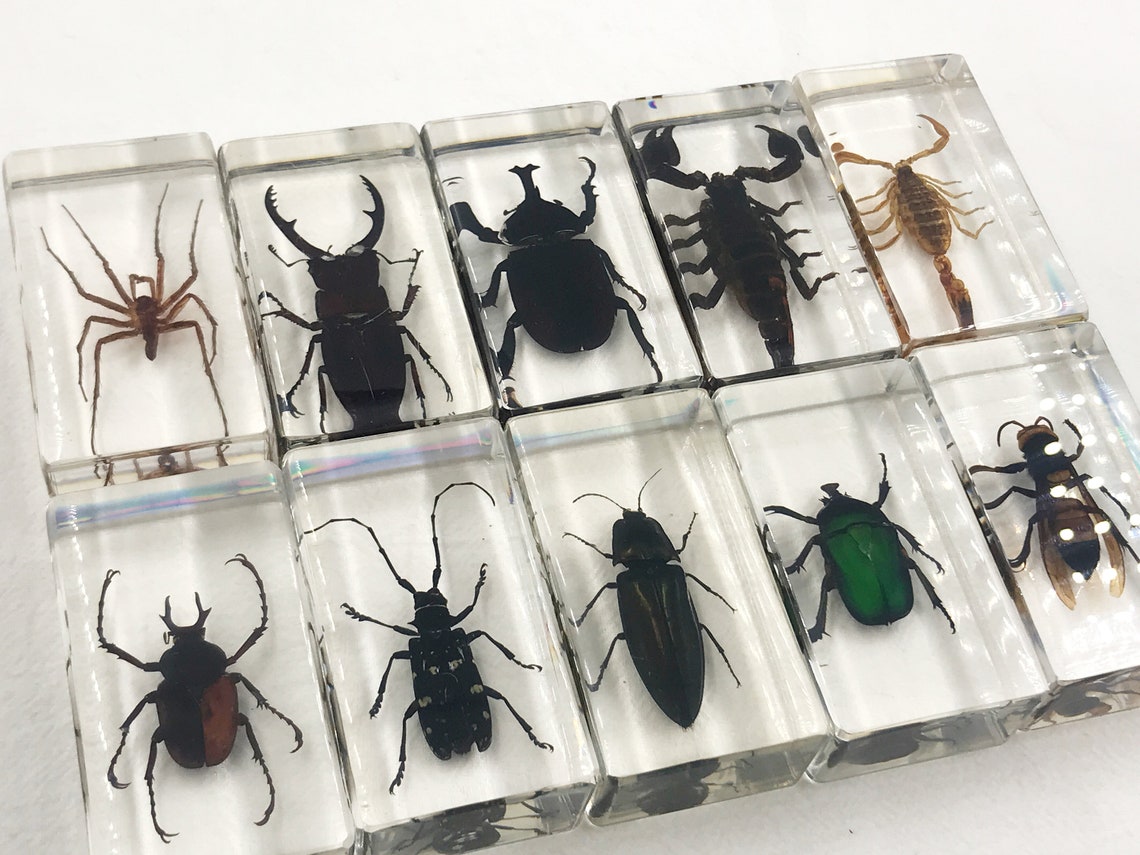 Insect in Resin Bug Preserved Specimen Collection Desk Biology - Etsy