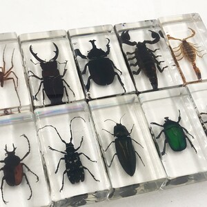 15pieces Set Insect in Resin Bug Presered Specimen Collection Desk ...