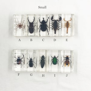 15pieces Set Insect in Resin Bug Presered Specimen Collection - Etsy