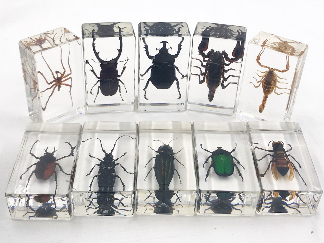 Insect in Resin Bug Preserved Specimen Collection Desk Biology Science ...