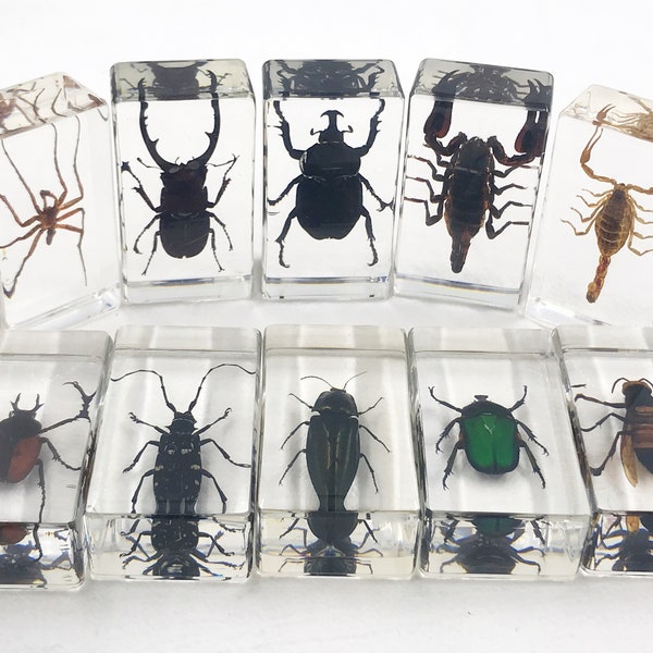 Insect Collection - Etsy