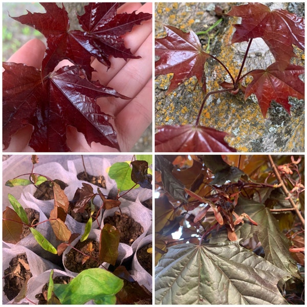 Japanese Maple Tree - Etsy