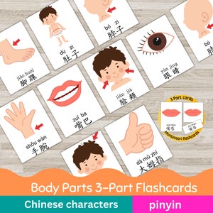 Body Parts Chinese Flashcards Pinyin Chinese Flash Cards - Etsy