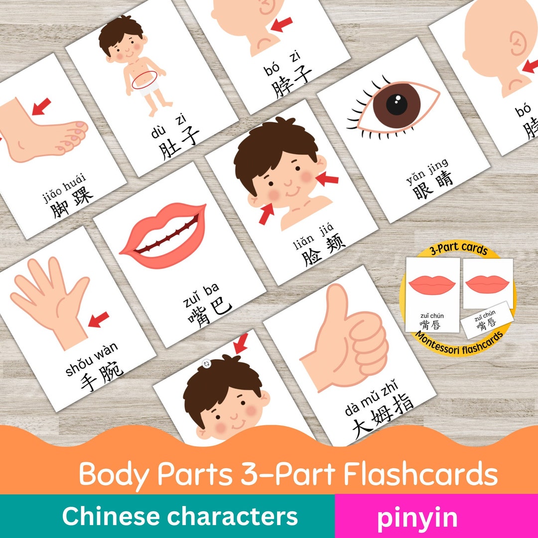 Body Parts Chinese Flashcards Pinyin Chinese Flash Cards - Etsy