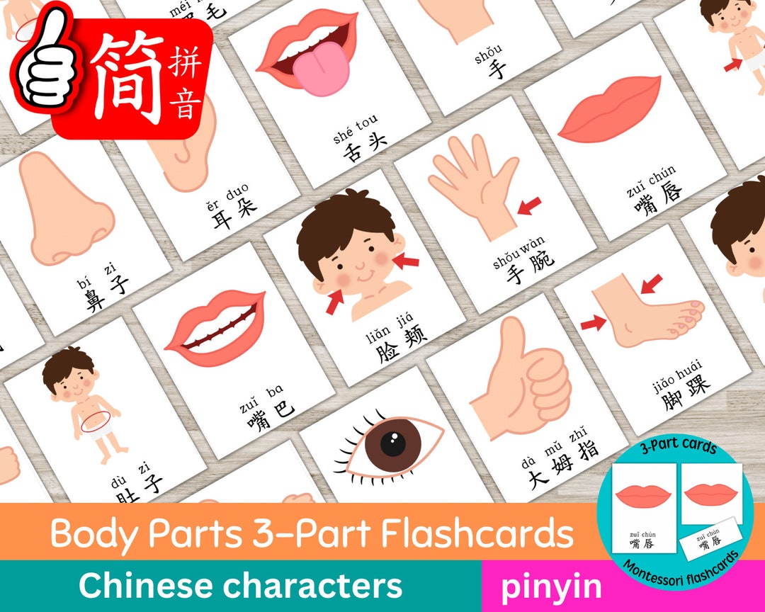 Body Parts Chinese Flashcards, Pinyin Chinese Flash Cards, 3-parts ...