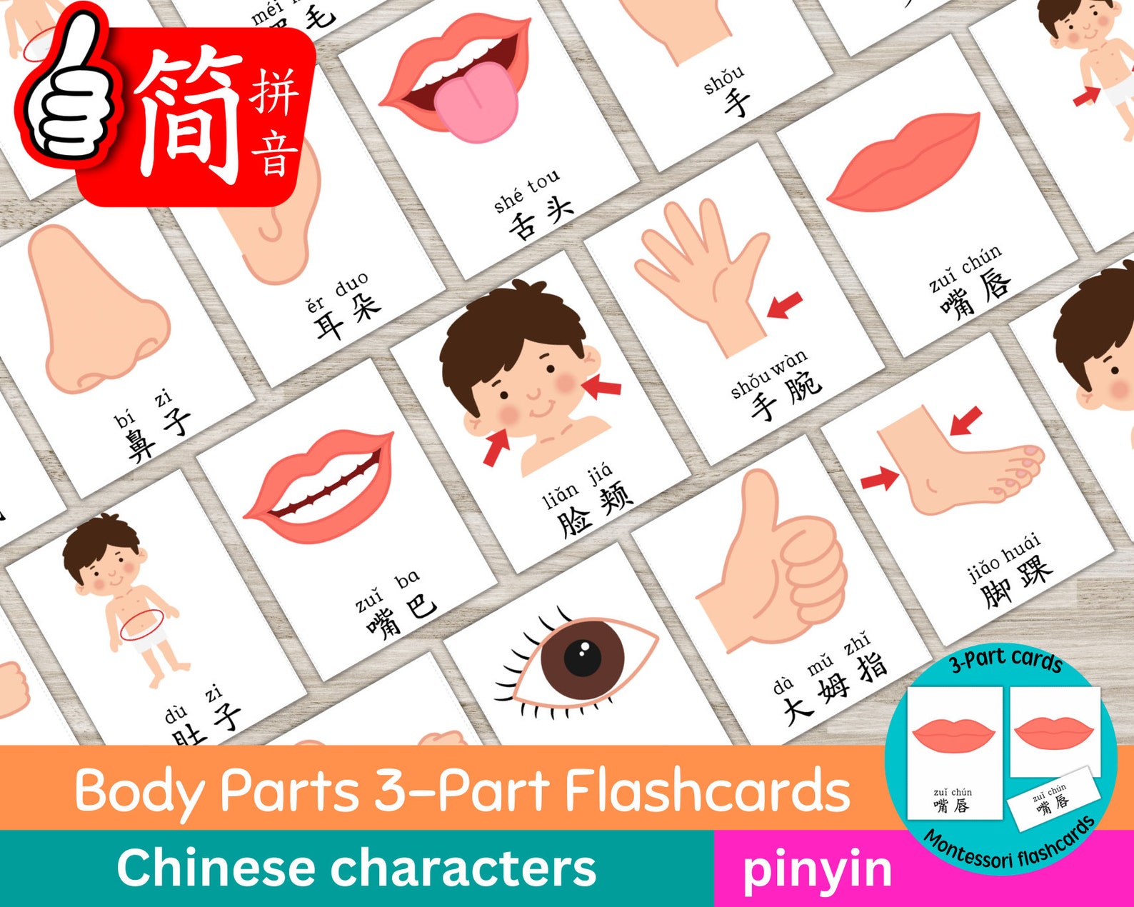 Body Parts Chinese Flashcards, Pinyin Chinese Flash Cards, 3-parts ...