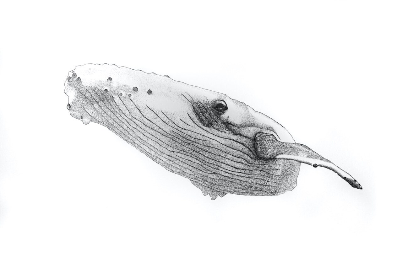 Blue Whale- Black & White Stippling Art Work Digital Download - Etsy