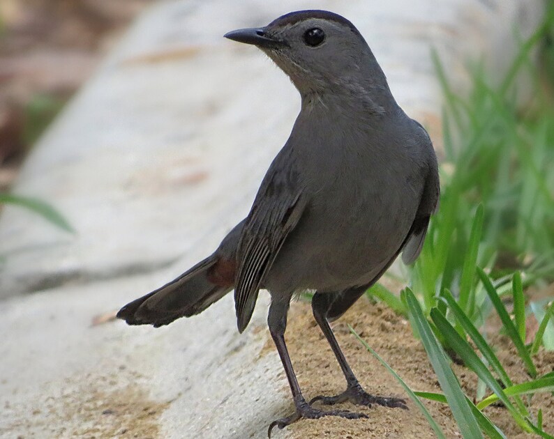 Catbird - Print | Oil , Art Deco Wallpaper, Home Decor, Nursery Art ...