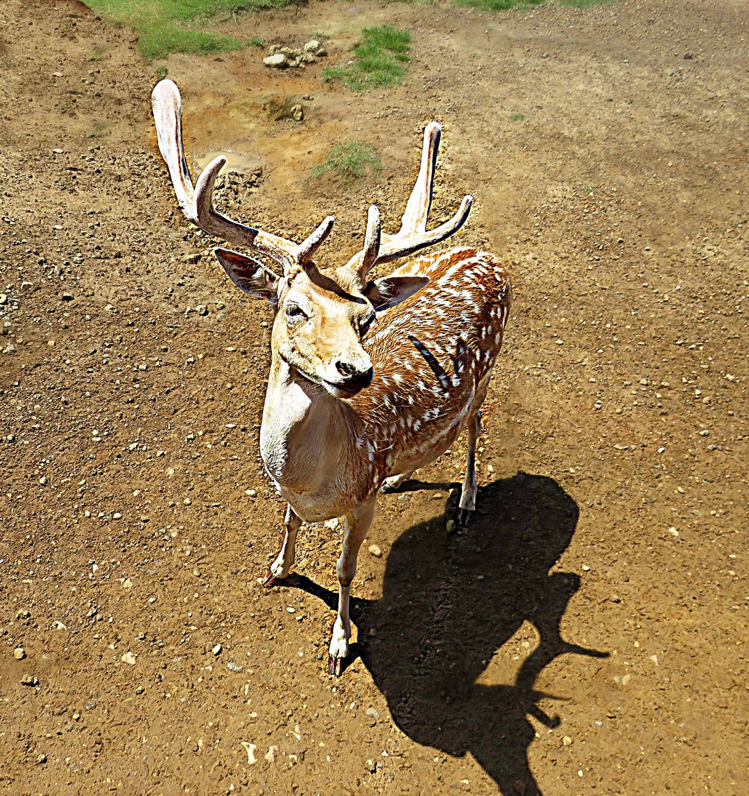 Deer Me - Etsy