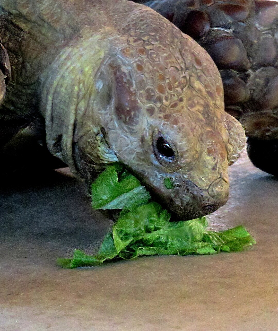 Tortoise Time - Etsy